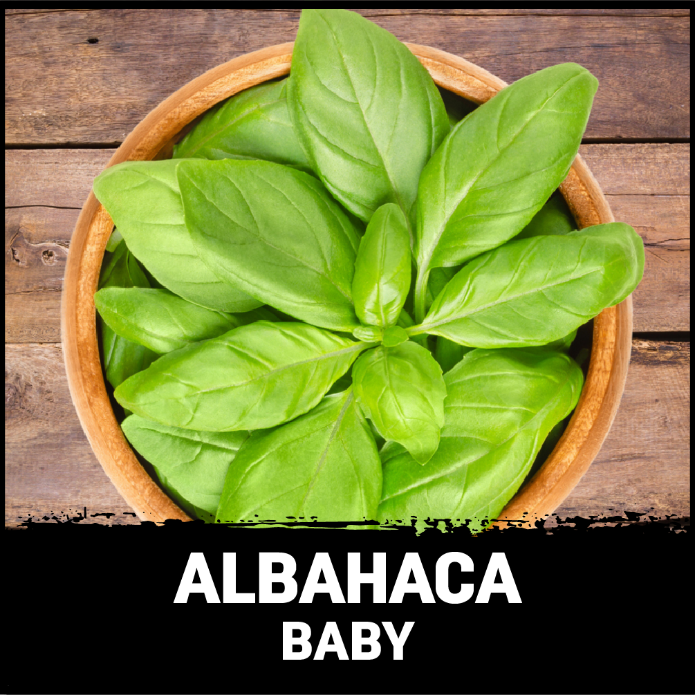Albahaca Baby Agrosano | Fresca, Rica y Sana | Verduras Seleccionadas